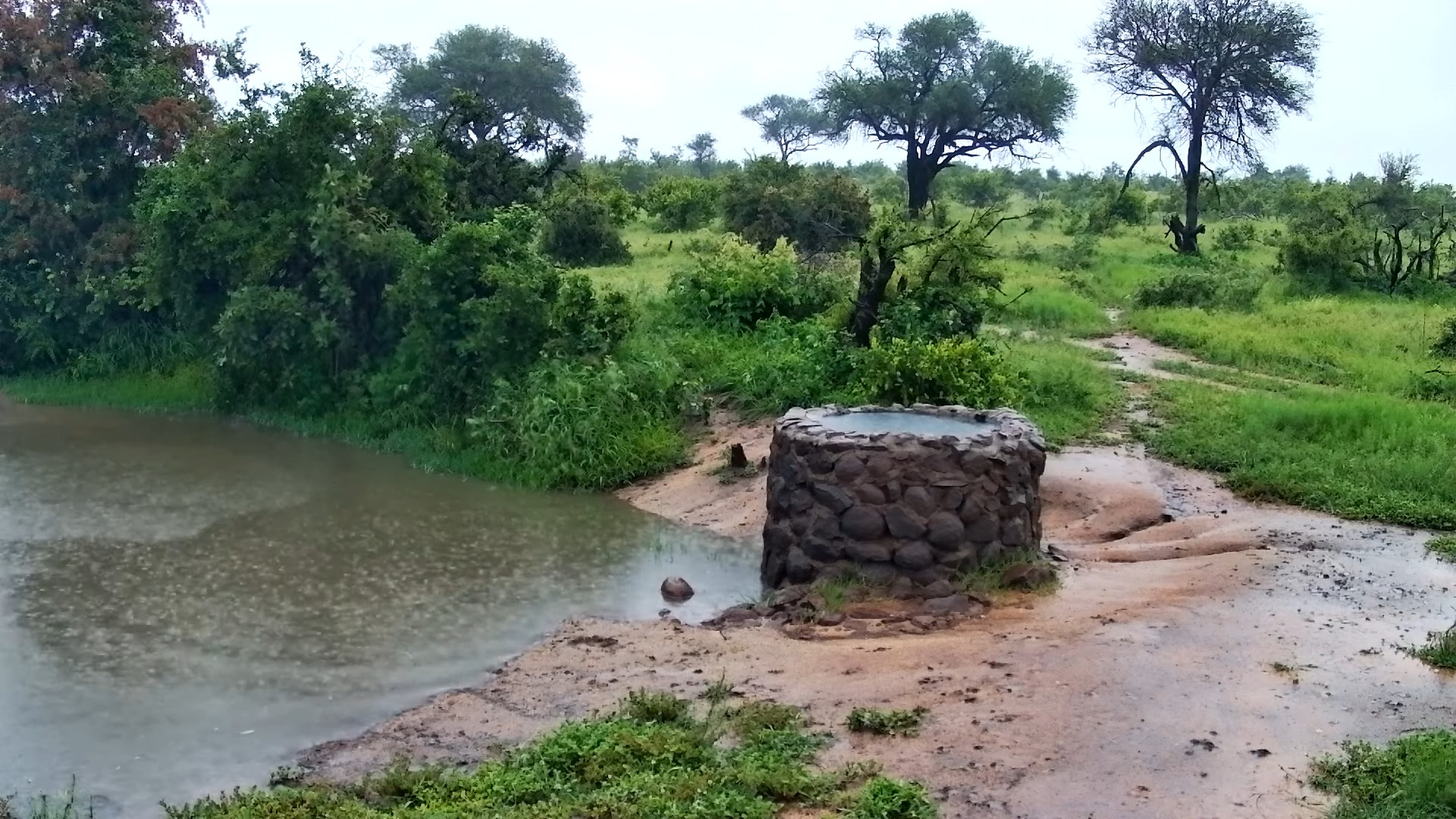 Naledi Dam Wildlife Cam, Limpopo Live Webcam - Freecam